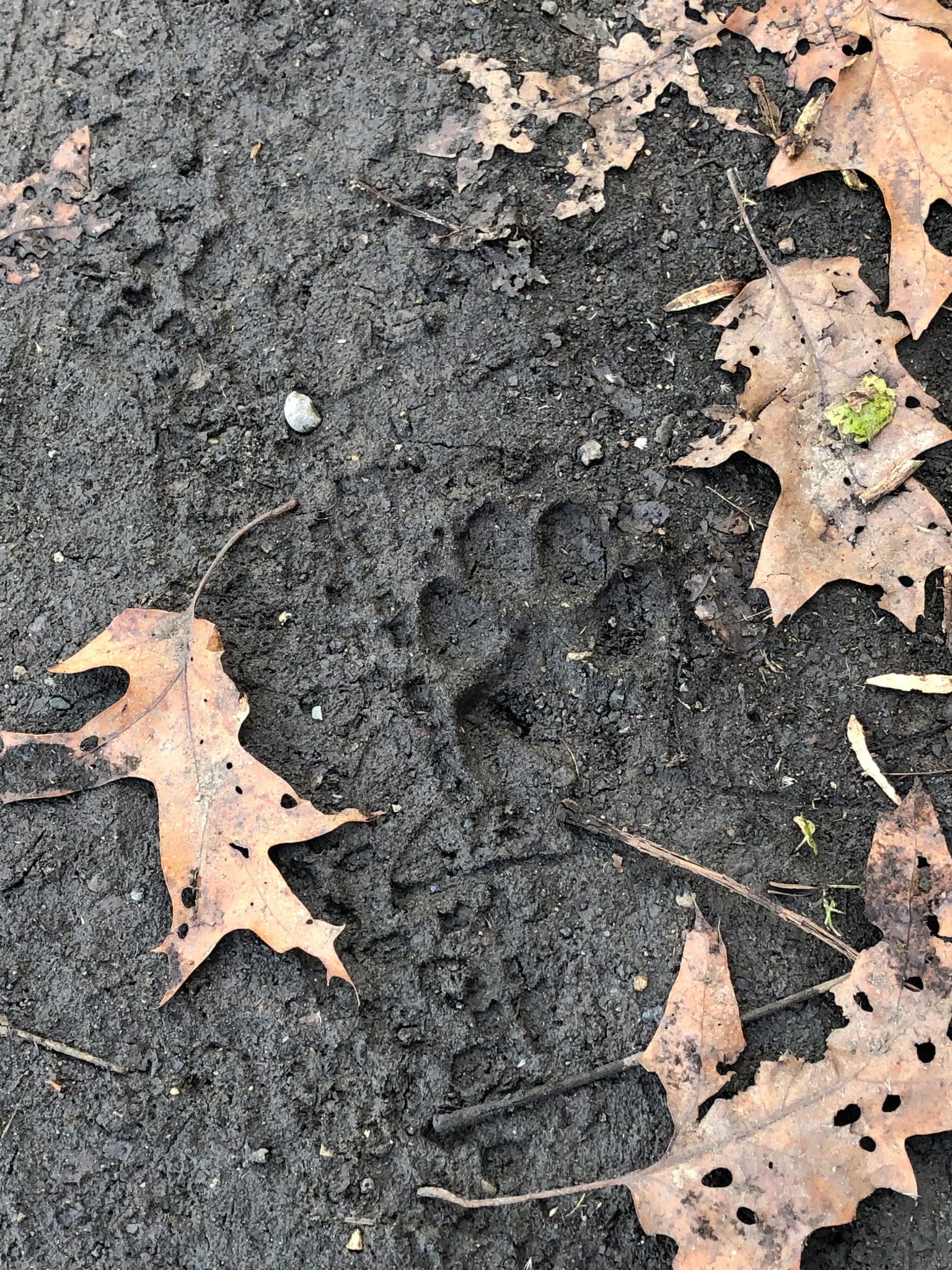 Blackhand Gorge State Nature Preserve
